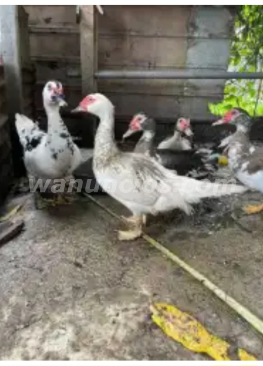Venta de Patos Criollos Machos y Hembras - Panamá